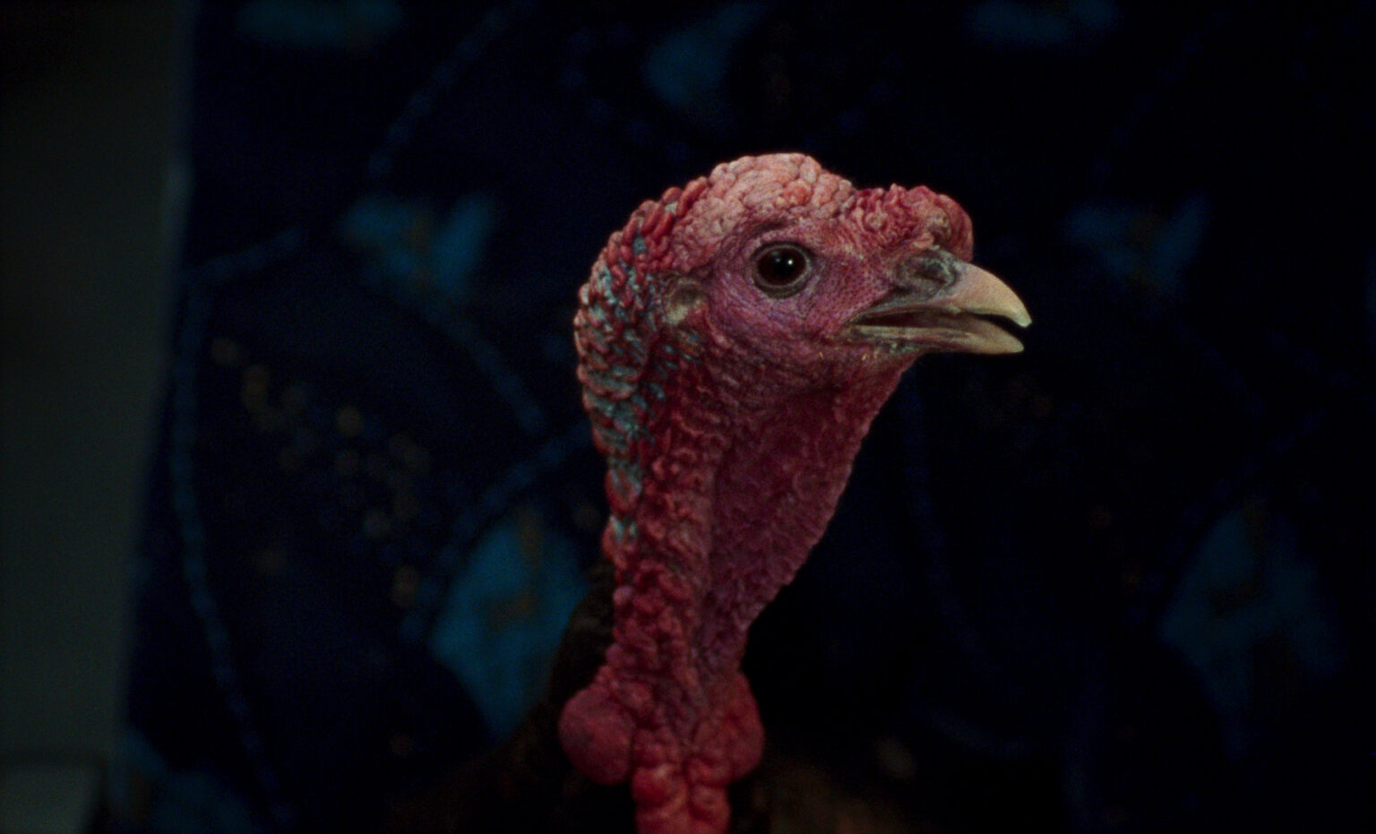 Une langue universelle - Présentement à l'affiche